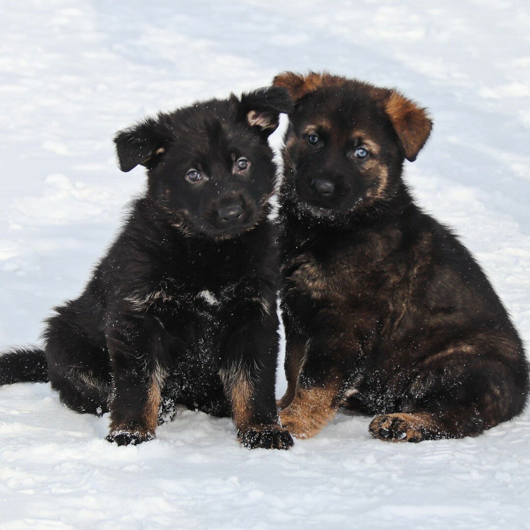 Name Canada’s Future RCMP Police Dogs: Name the Puppy Contest 2023
