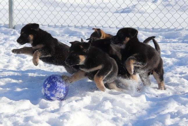 Name Canada’s Future RCMP Police Dogs: Name the Puppy Contest 2021