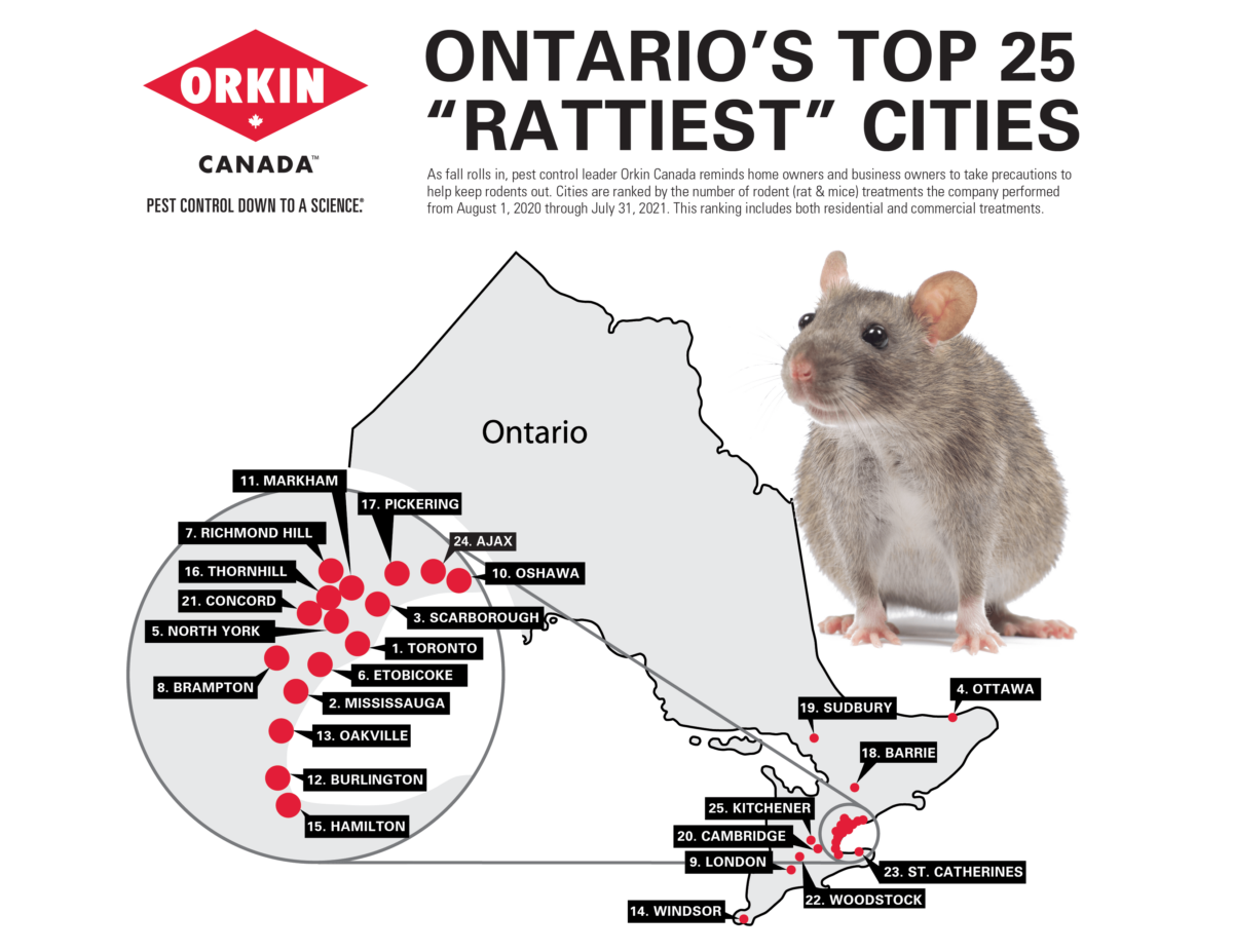 These are the Ontario Cities With the Highest Rat Infestation – 2021