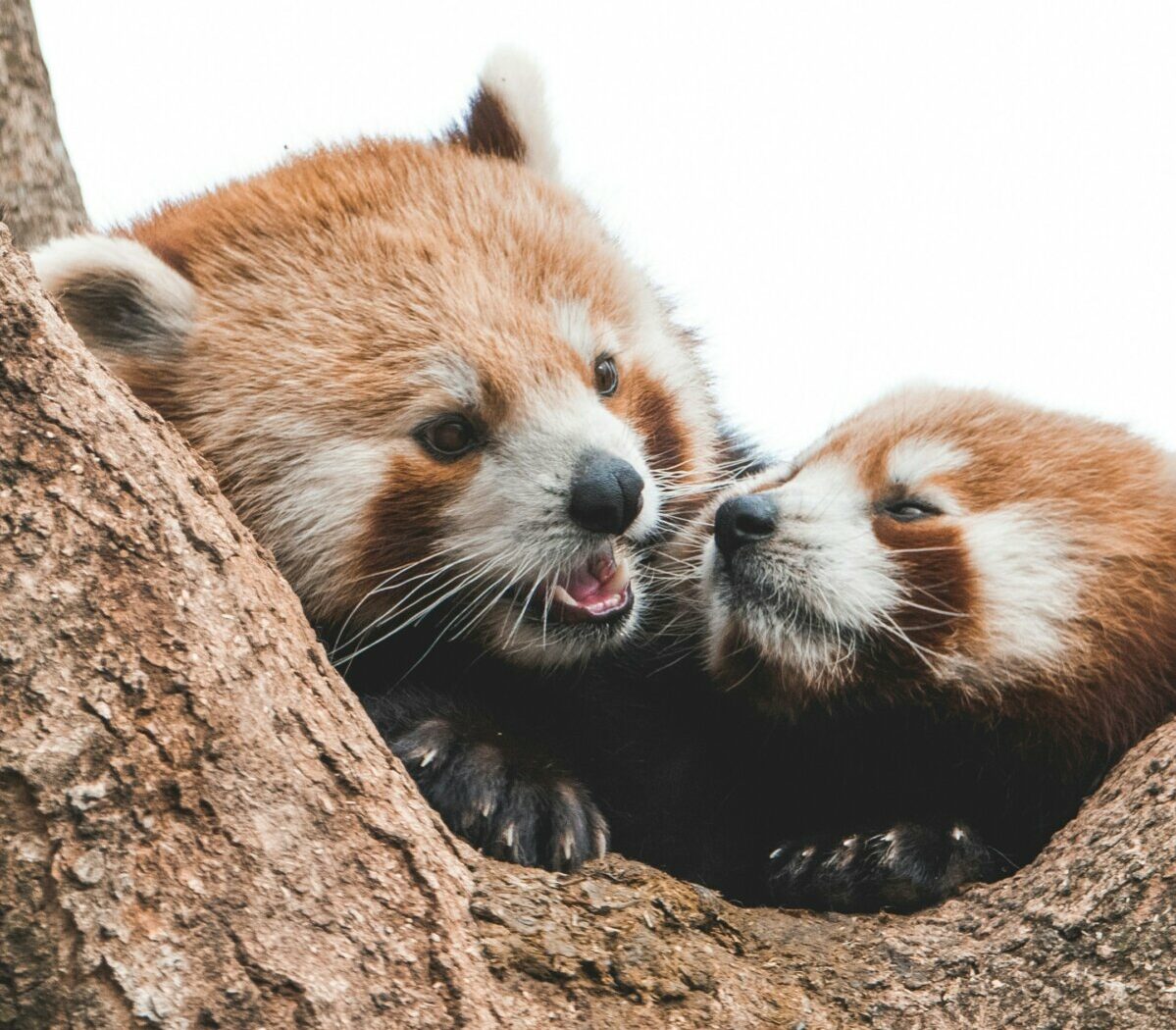 Toronto Zoo Welcomes Two Endangered Red Panda Cubs