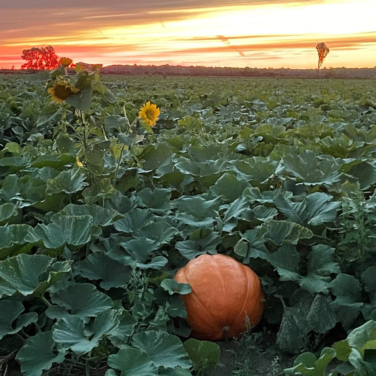 Rounds Ranch – Pumpkin Mania