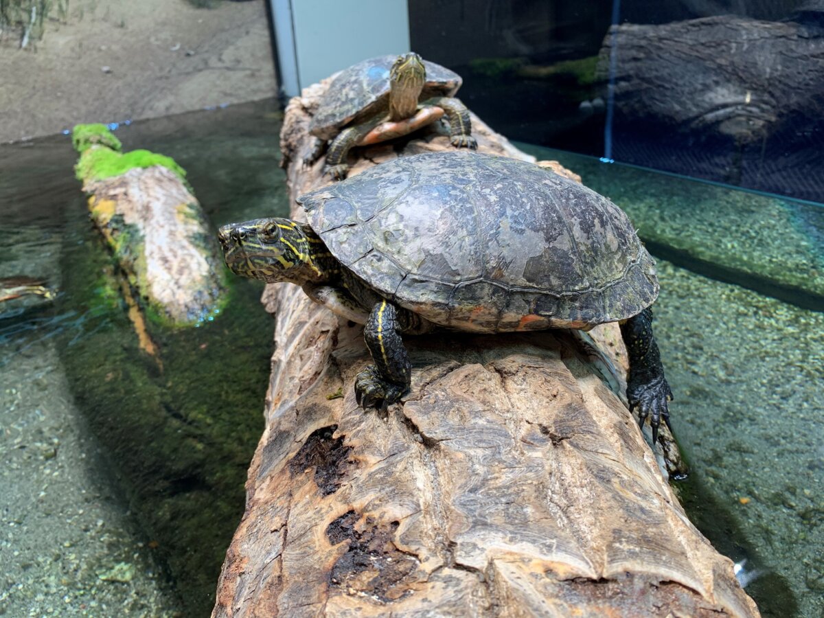 26 Places to Visit to Learn and Appreciate Alberta’s Cultural and ...