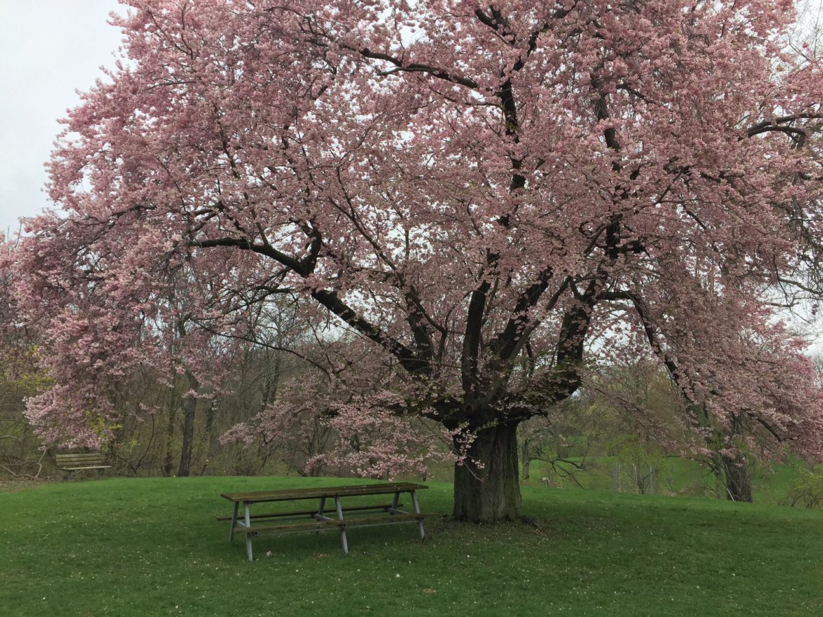 20 Places to See Cherry Blossoms in and Around Toronto