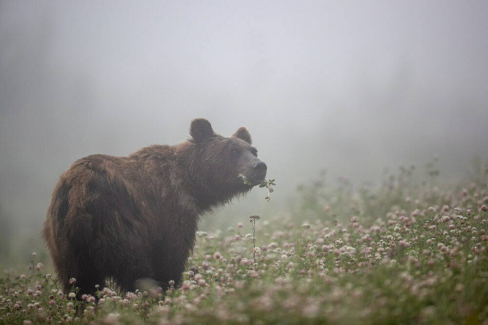 B.C. Photographer Wins 2023 Canadian Photographer of the Year by ...