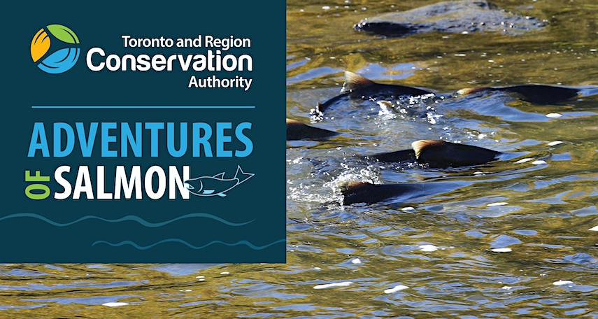 Salmon Adventure at Raymore Park