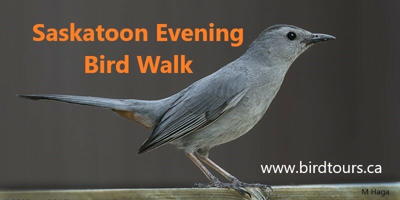 Saskatoon Evening Bird Walk