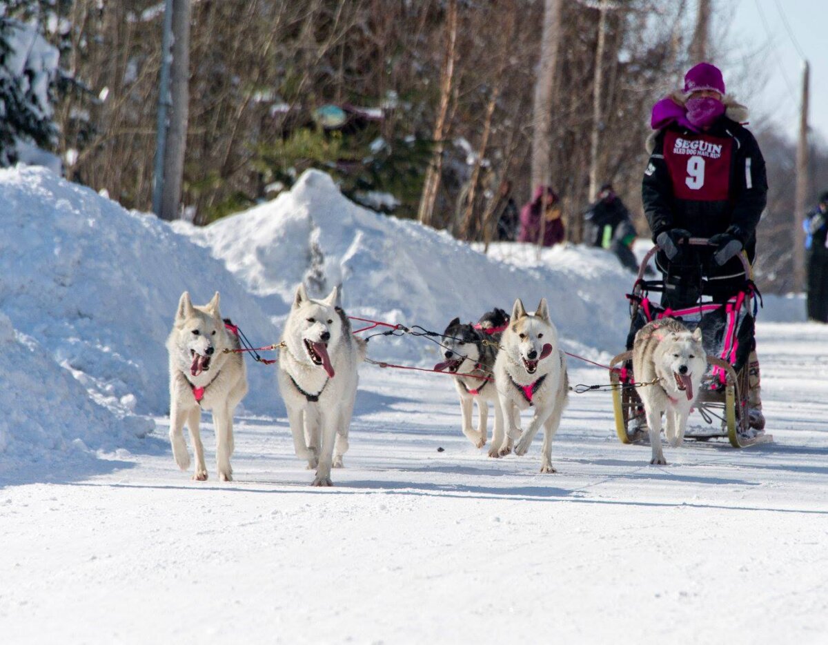 Seguin Sled Dog Mail Run & More: This Ontario Township Offers a Perfect ...