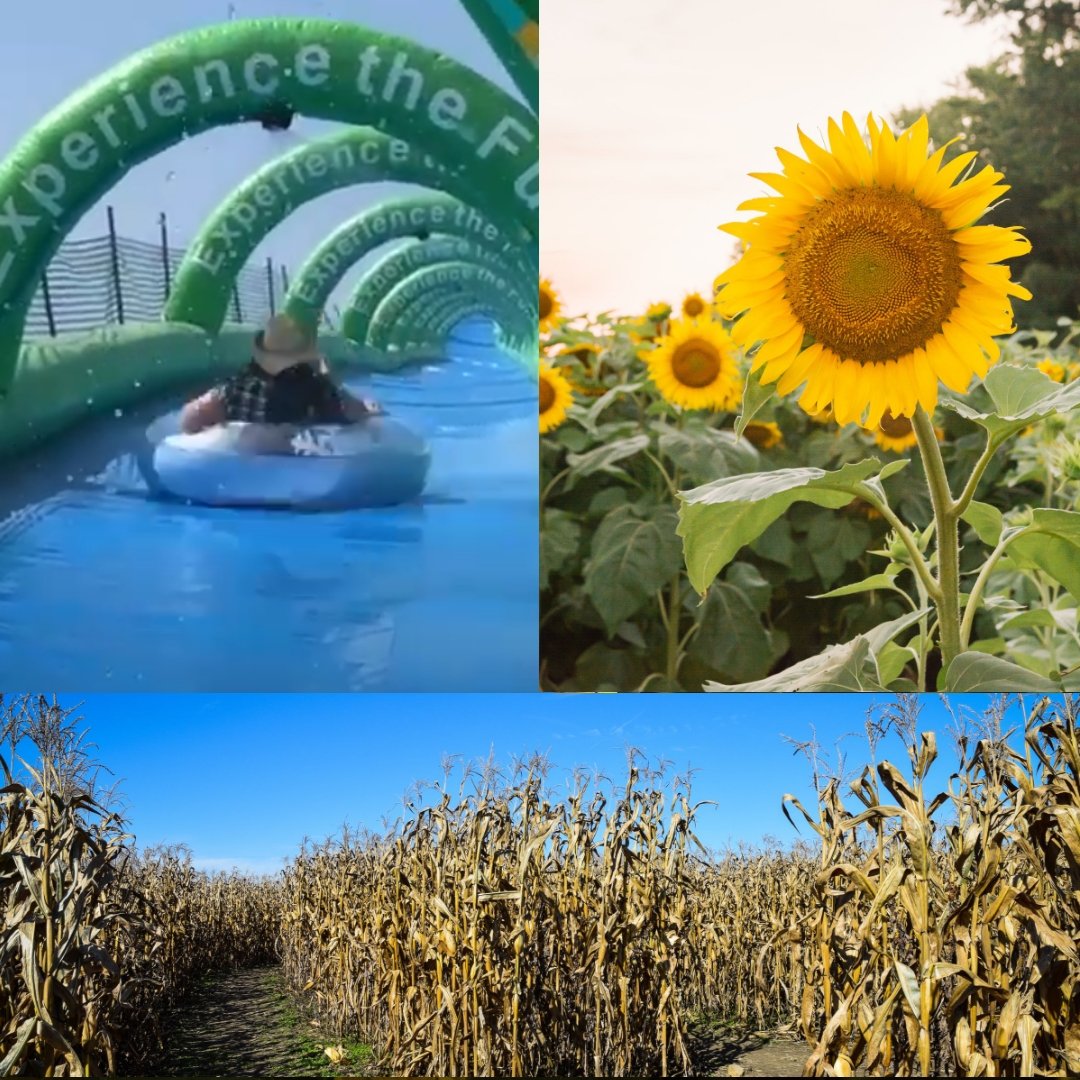 Slip ’n’ Slide, Sun Flowers, Corn Maze and More: Ontario’s Rounds Ranch ...