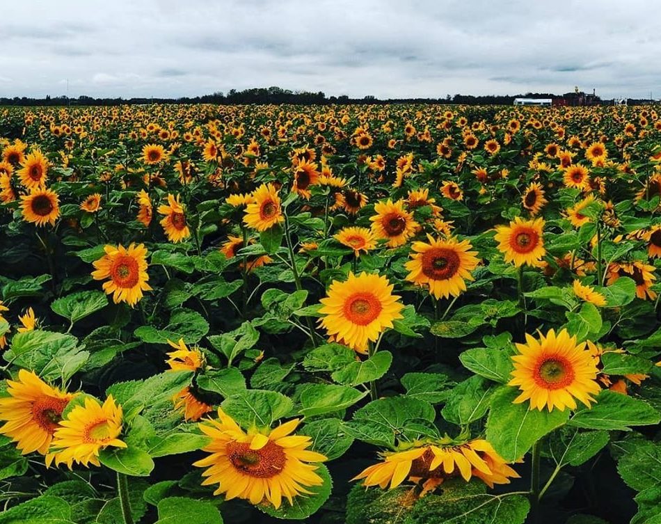 Discover the Best of Spruce Grove: Parks, Mazes, Ranches & Relaxing Hikes