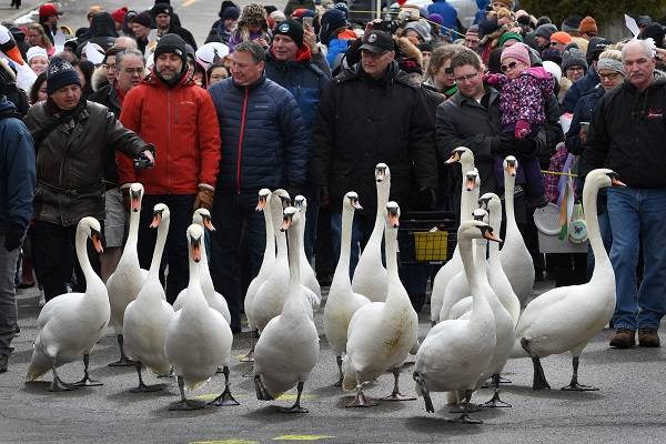 Stratford Swan Release Parade