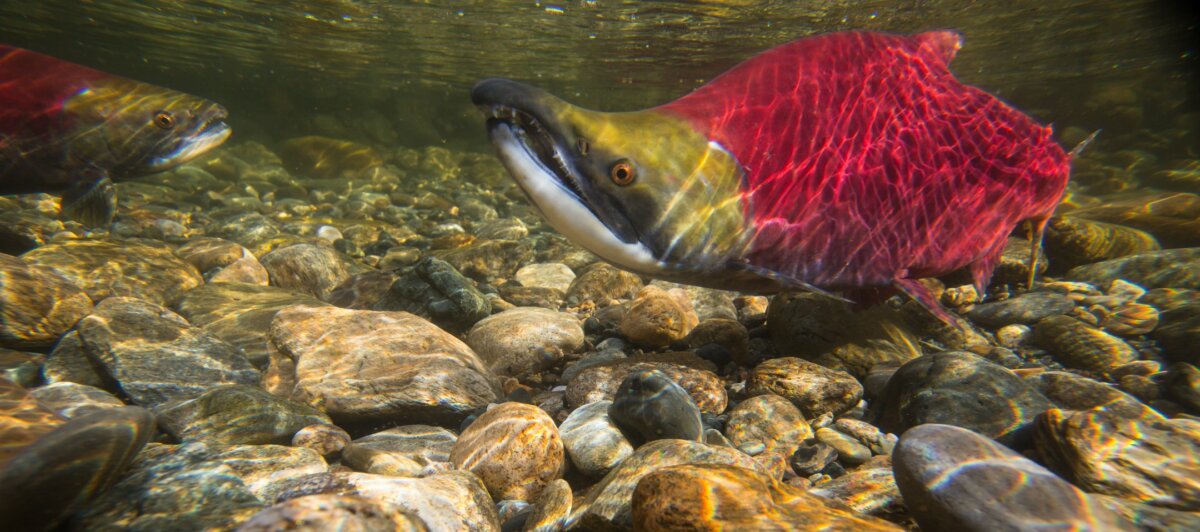Visit This Town in British Columbia For One of the Largest Sockeye ...