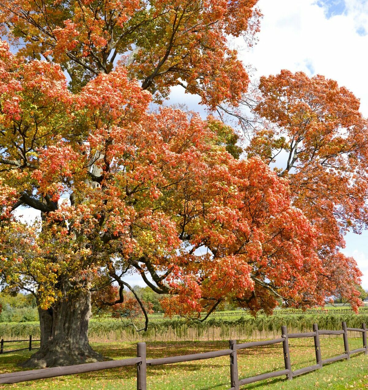 The Comfort Maple – Canada’s Oldest Sugar Maple Tree