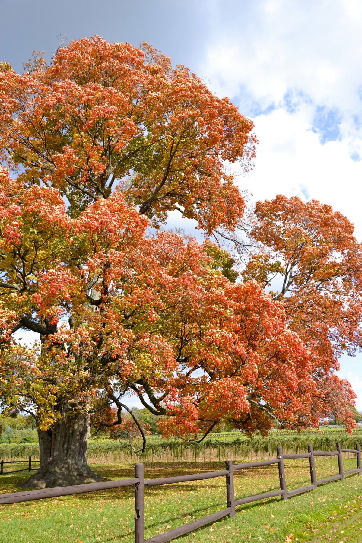 The Comfort Maple – Canada’s Oldest Sugar Maple Tree