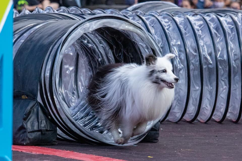 2022 Ajax Rotary Ribfest is Back This June Weekend With SuperDogs Show ...