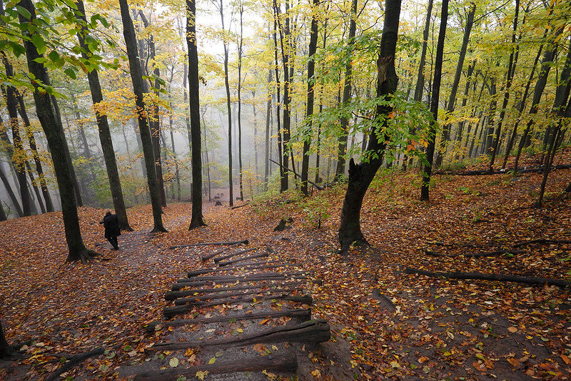 Thornton Bales Conservation Area: 99 Steps to a Fabulous Ravine Lookout ...