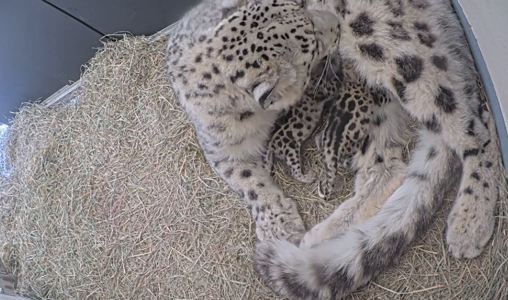 Toronto Zoo Welcomes Two Snow Leopard Cubs