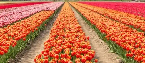 BerkelBloem Tulip Farm