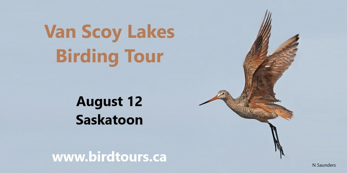 Van Scoy Lakes Birding Tour | Shopper Drug Mart parking lot, 2410 22nd ...