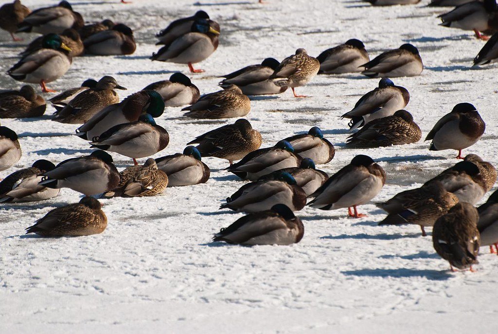 Outdoor Winter Activities in and Around Calgary for Kids & Adults