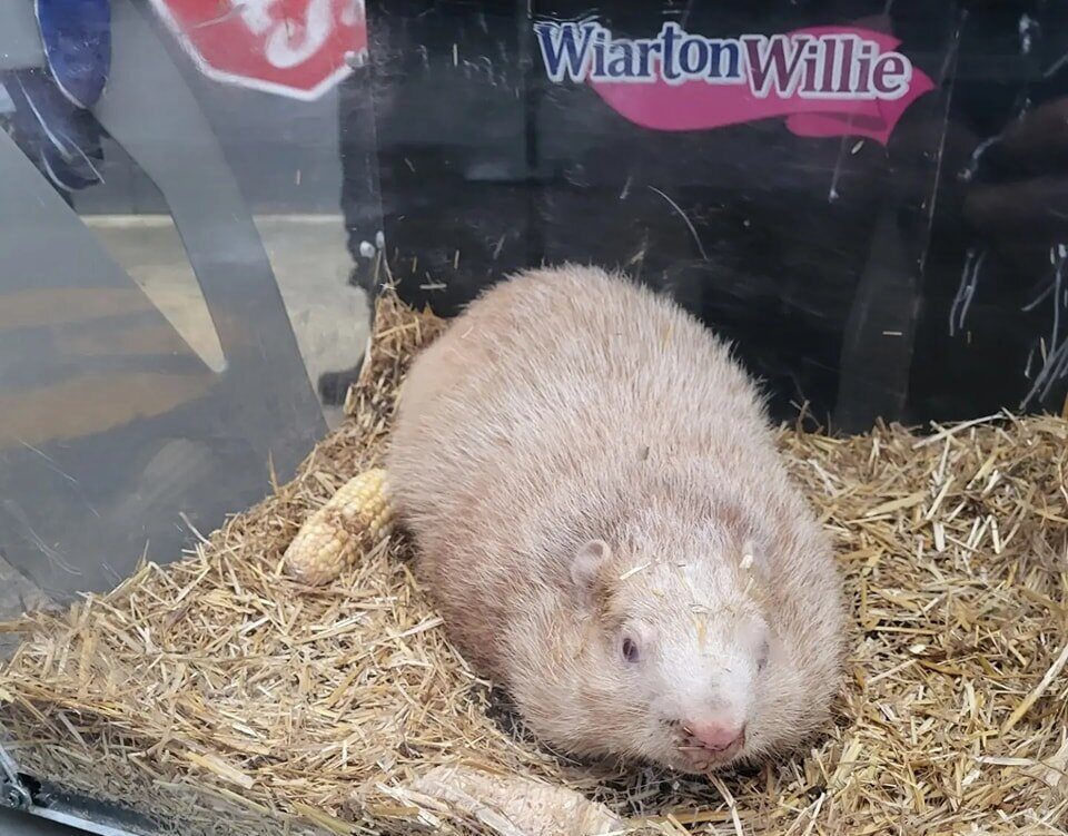 Wiarton Willie Festival 2025: Ontario’s Famous Groundhog Returns Sunday ...