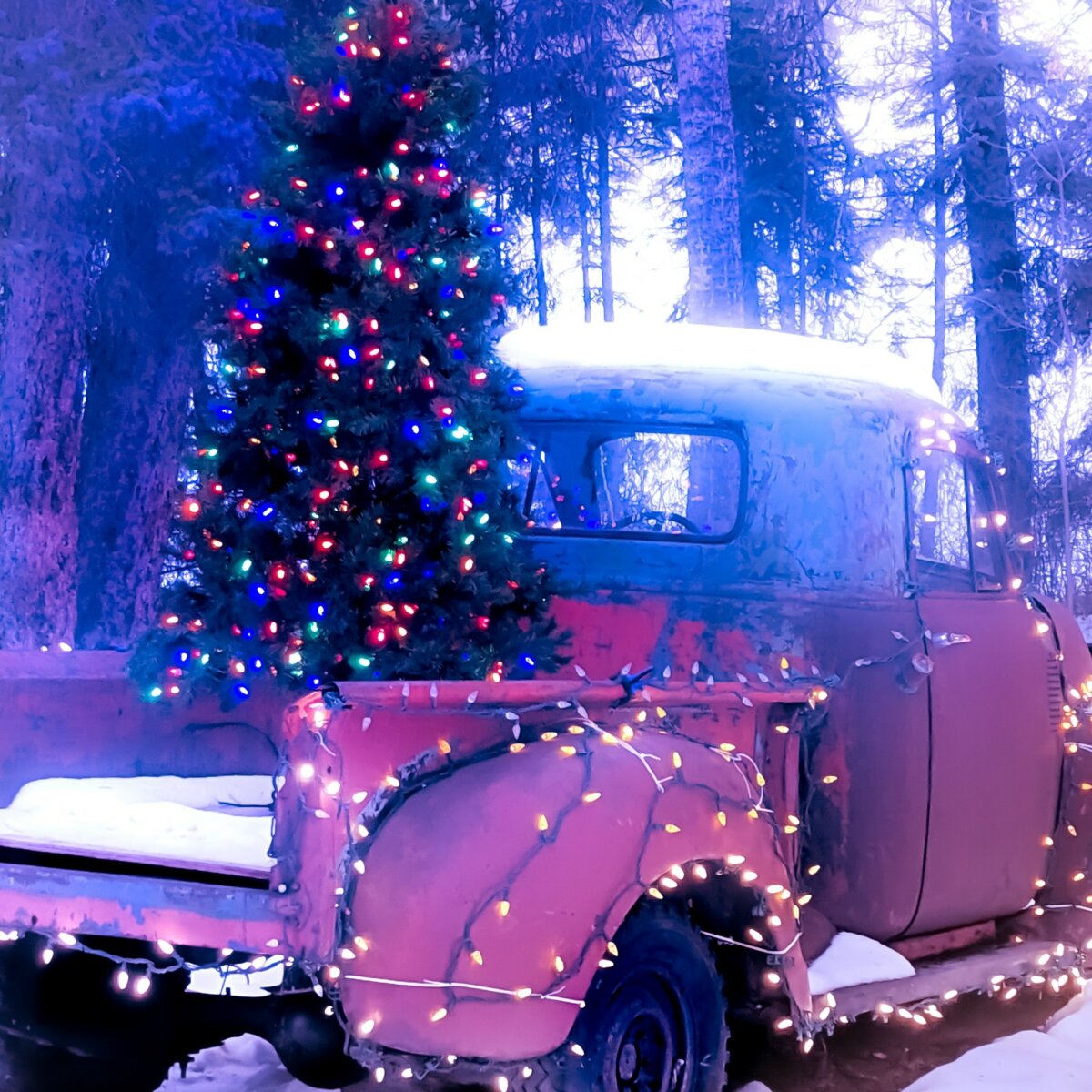 Winter Wonder Forest: Enchanting 7 Acre Holiday Light Festival Returns ...