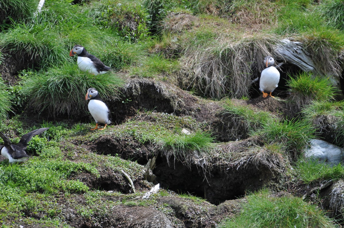 25 Things to Do During Spring in Newfoundland – 2025