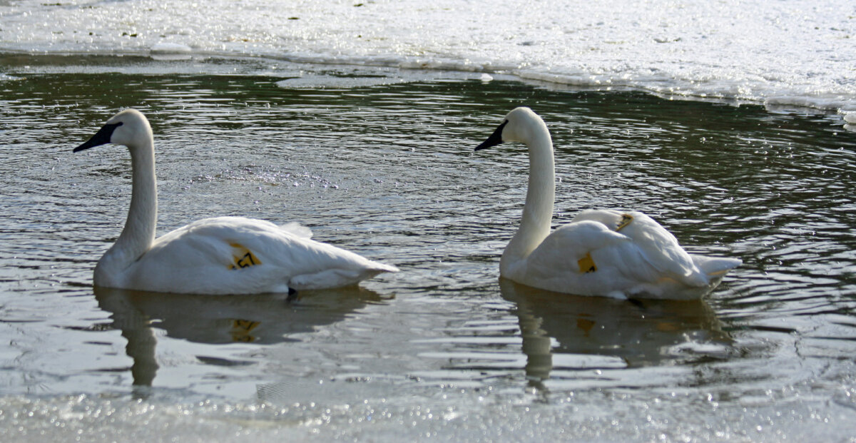 From Boardwalks to Canoe Trips: Why Wye Marsh Wildlife Centre Is a Must ...