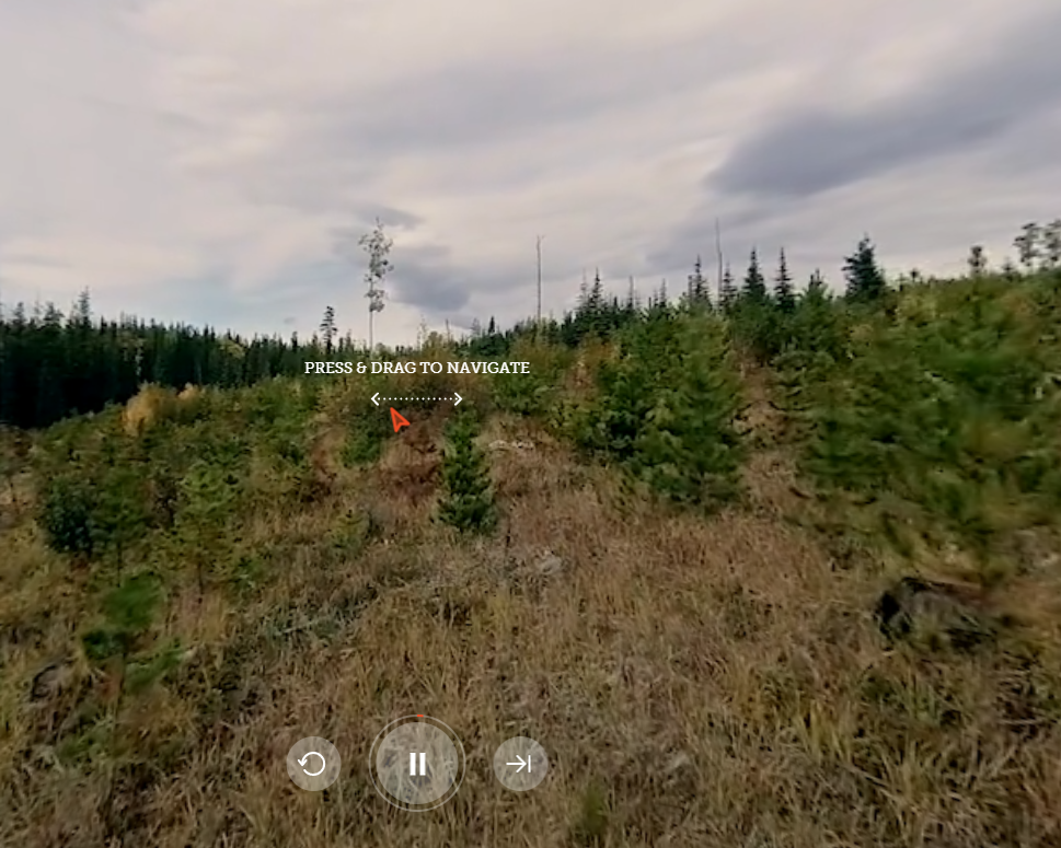 You Can Now Explore Alberta’s Forests Virtually