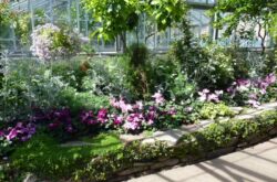 Allan Gardens Conservatory