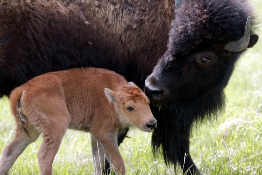 Baby Bison Walk