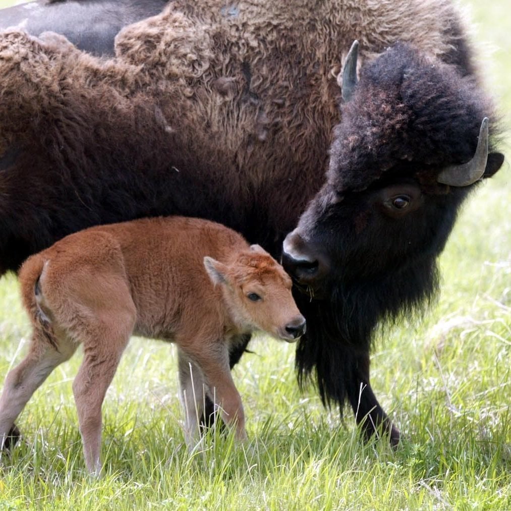 Baby Bison Walk