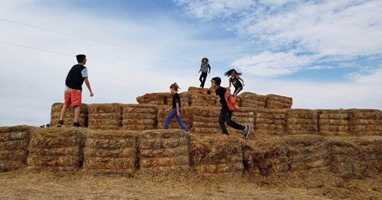 Corn Maze @ A Maze In Corn