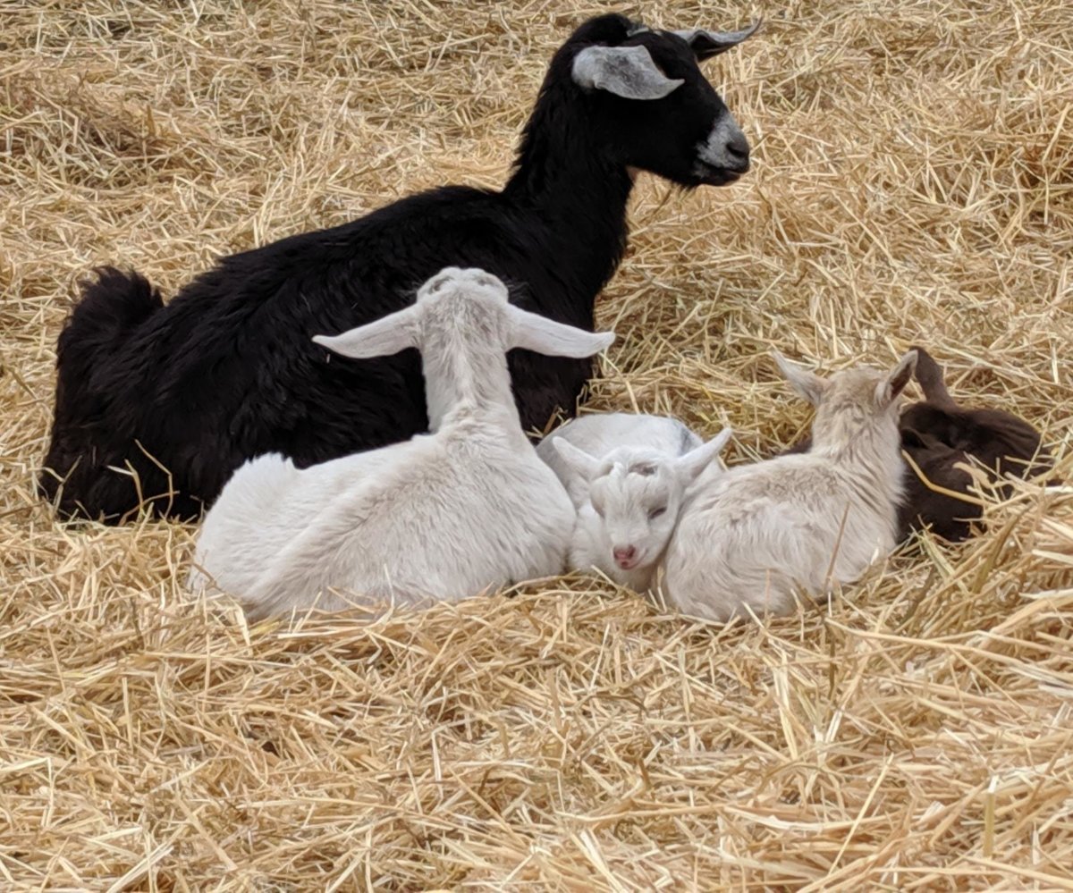 Spring at Calgary Farmyard
