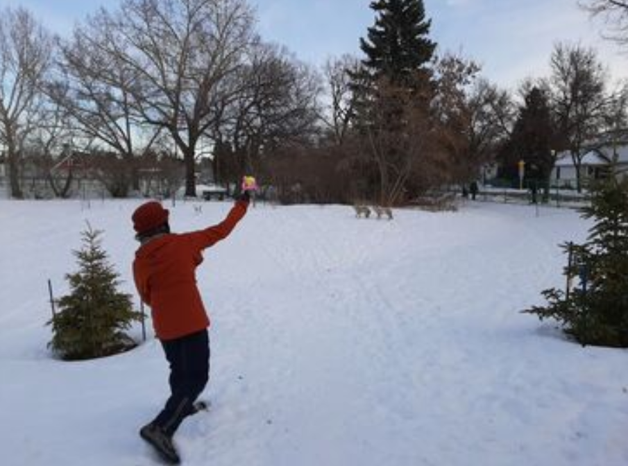 Edmonton Urban Coyote Project: You Can Volunteer to Throw Tennis Balls ...