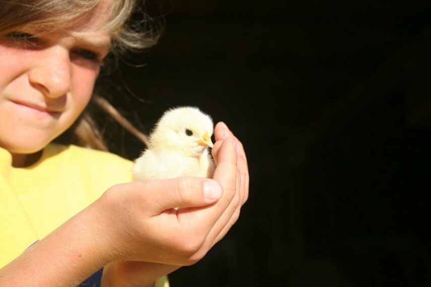 Family Day at Morning Sound Farm