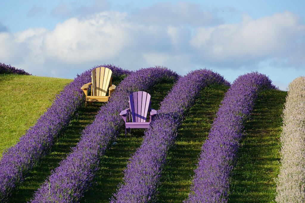 Kelso Lavender Farm