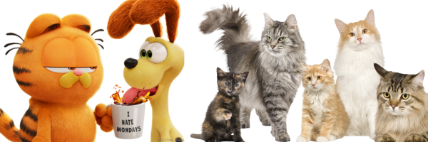 Toronto Humane Society Hosting Garfield Themed Cat Adoption Event ...