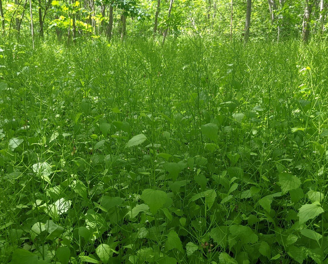 Park Invaders: Exploring the invasive plants and animals