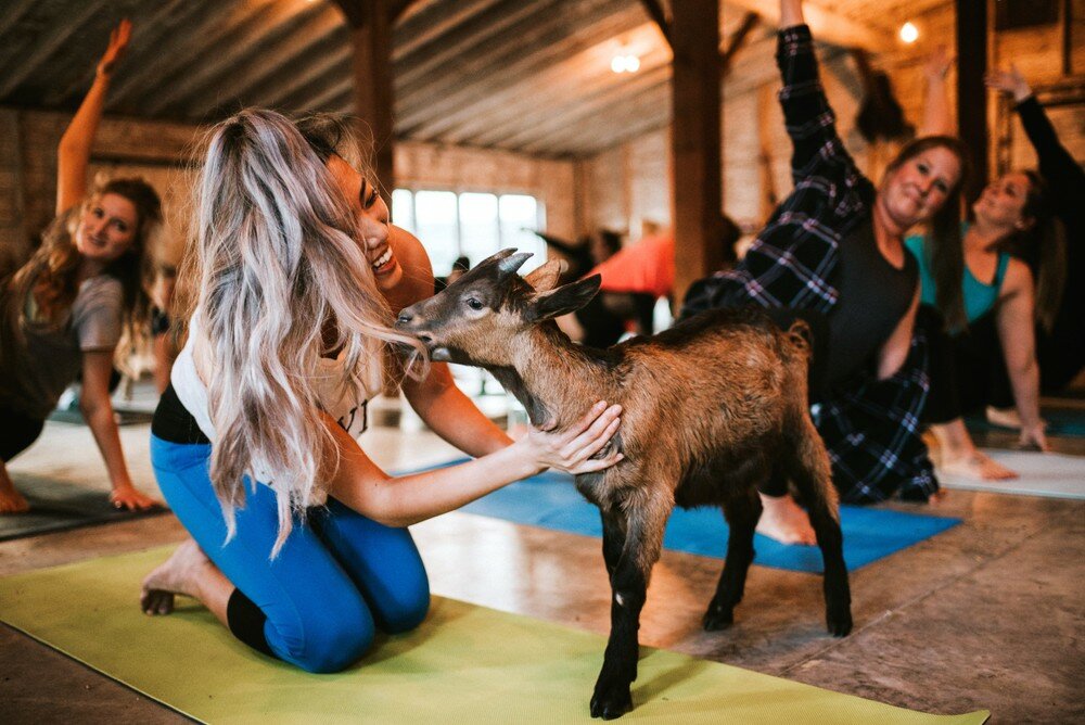 Wellness Day at Maan Farms