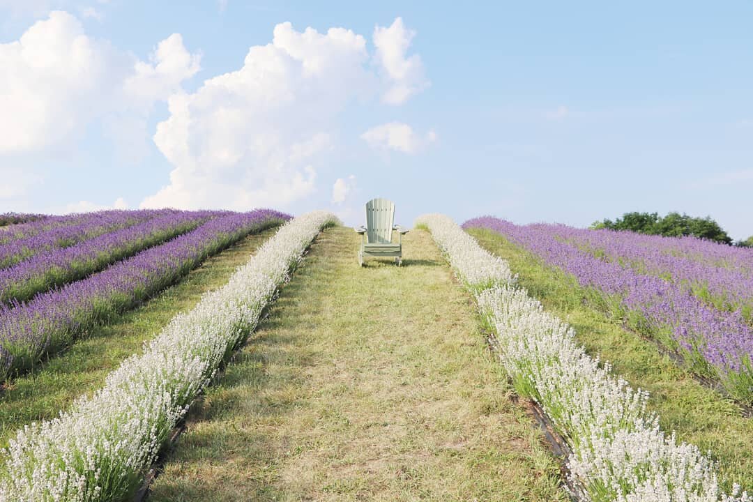 Kelso Lavender Farm: Relax and Unwind at the Lavender Fields Located 1 ...