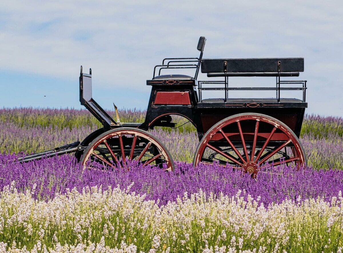 Kelso Lavender Farm: Relax and Unwind at the Lavender Fields Located 1 ...