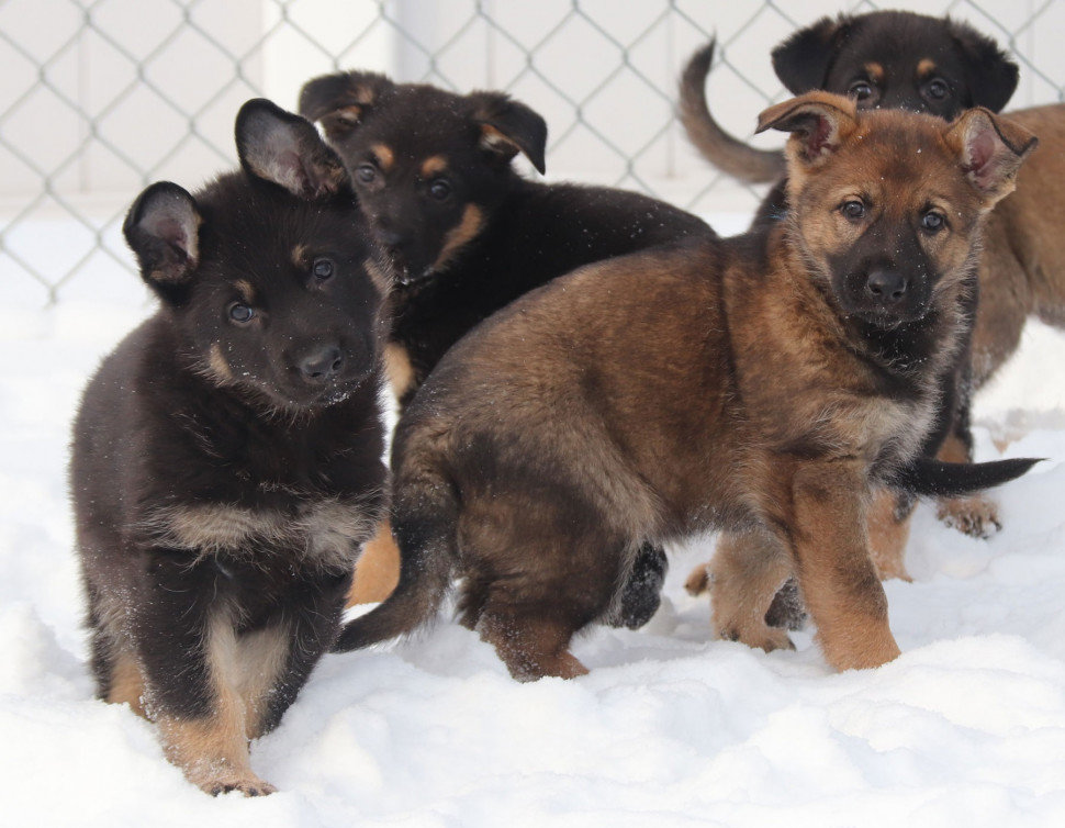 Name Canada’s Future RCMP Police Dogs: Name the Puppy Contest 2021