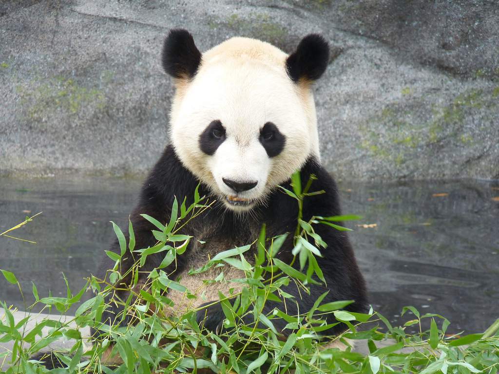 Zoos and Petting Zoos in Greater Toronto Area Zoos and Petting Zoos in Greater Toronto Area
