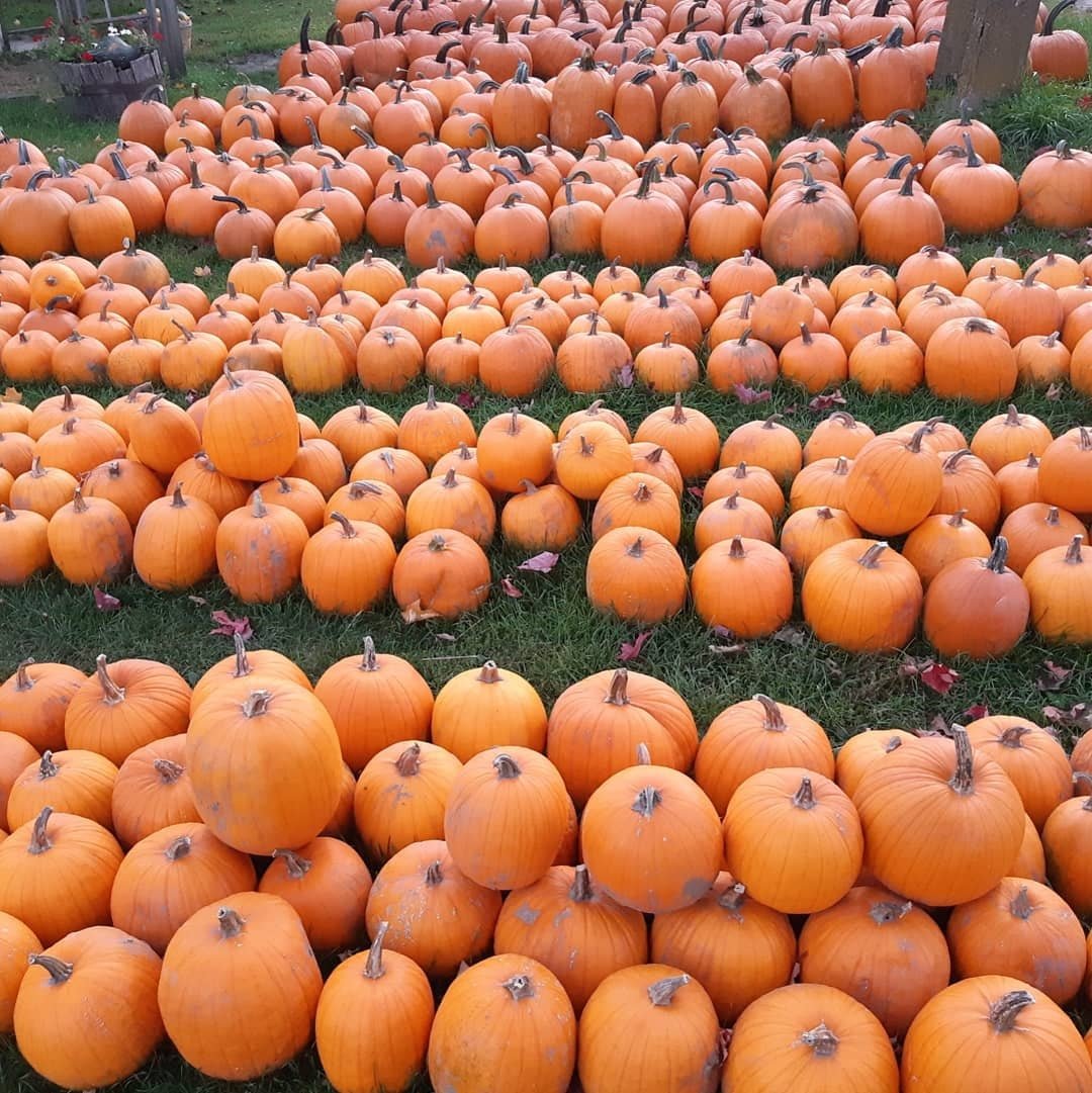 Farm Fall Festival at Round the Bend Farm