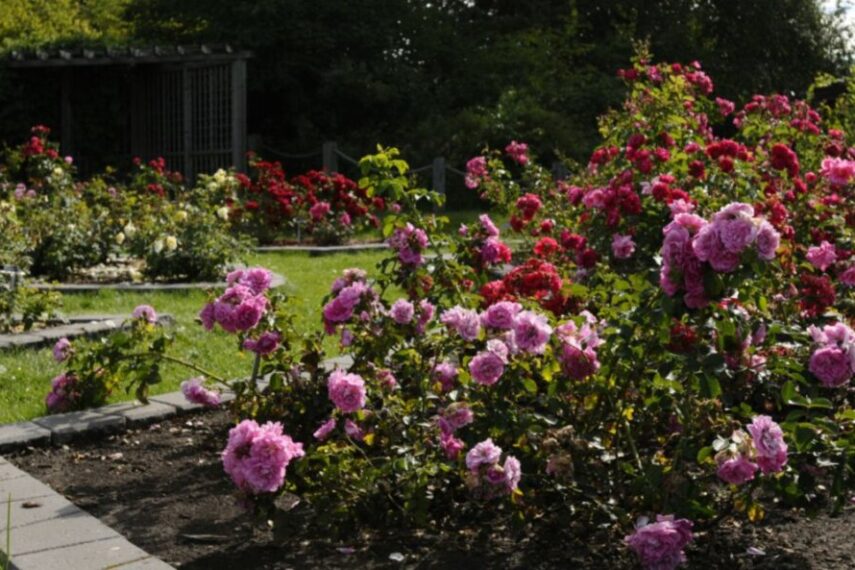 The Olfactory Garden