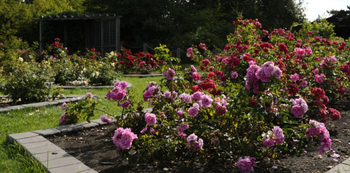 The Olfactory Garden