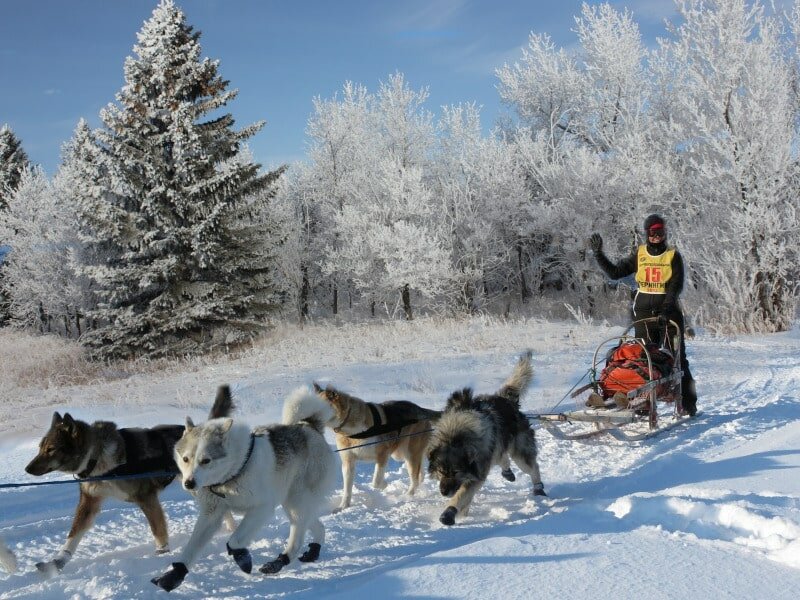 Frozen Trails and Wagging Tails: Dog Sledding Delight