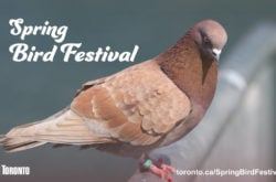 Ultimate Guide to Festivals in Toronto