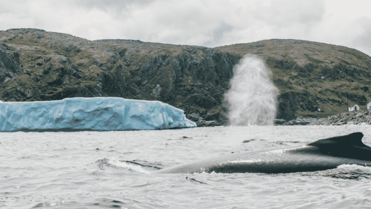 What Is The Nickname Of Newfoundland And Labrador