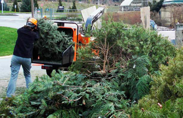 Christmas Tree Recycling